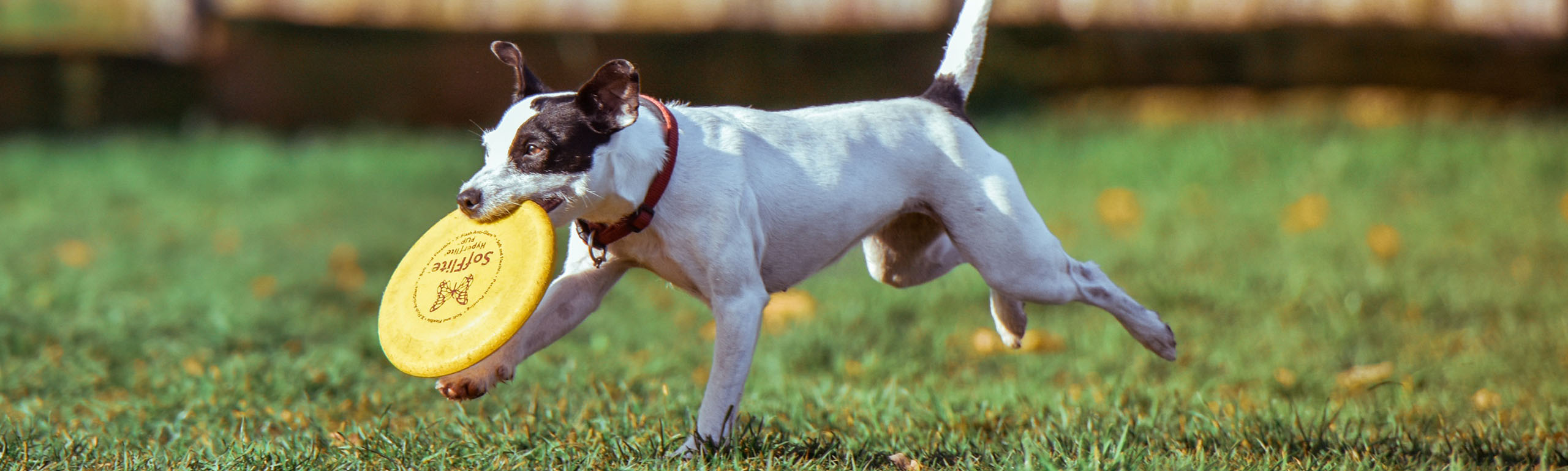 GHSV Flotte Pfoten - GHSV Bönnigheim e. V.